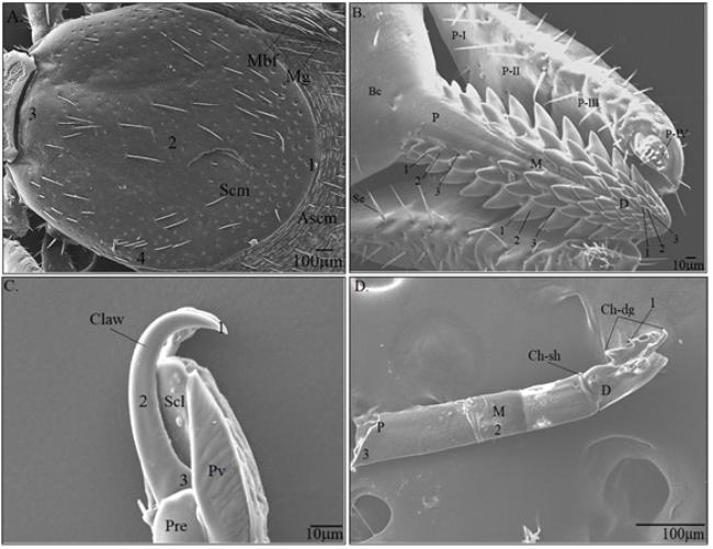 Scanning electron microscope images of female Deer tick appendages and ...