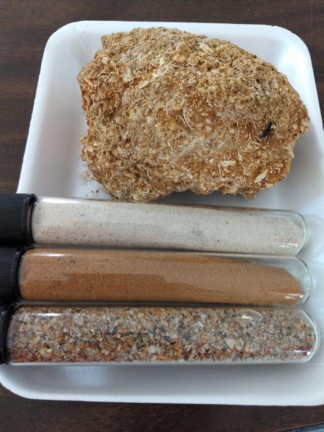 Florida's Pet Rock | Experiment