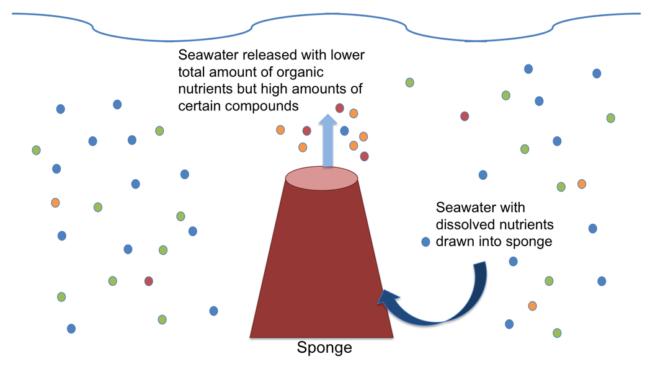 Sponges do more than remove nutrients from the water | Experiment
