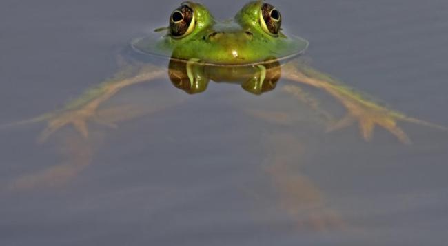 When does the frog jump? | Experiment