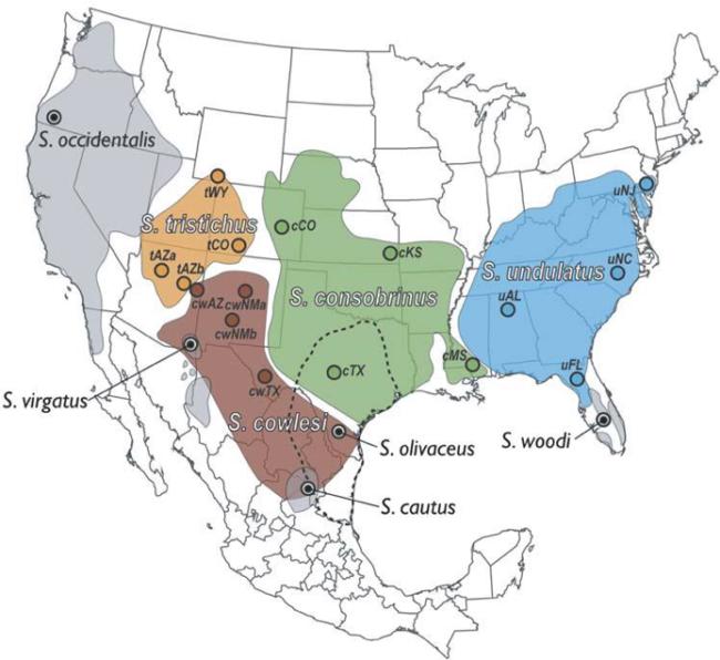 Western Fence Lizard Range