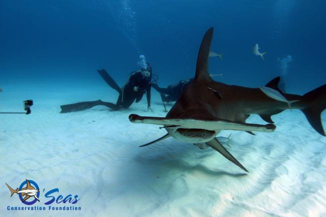 TAG, You’re it! What do you want to know about shark tagging? | Experiment