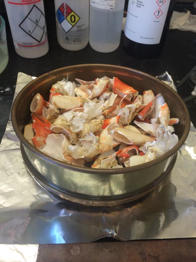 Preparing the crab shells | Experiment