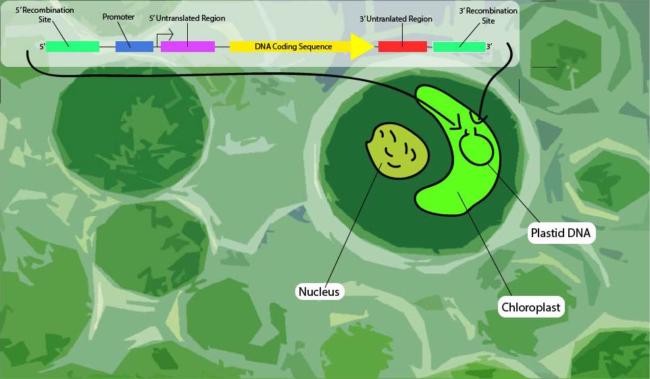 An Introduction to Chloroplast Protein Engineering in Algae | Experiment
