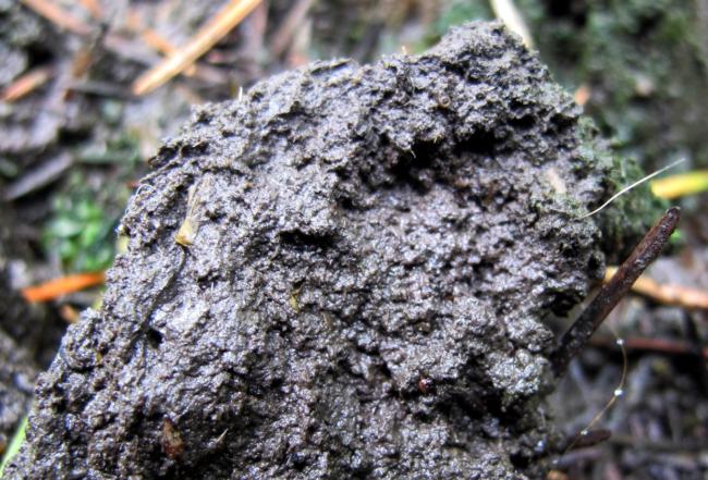 Lumpology: What’s In A Sludge Lump? | Experiment