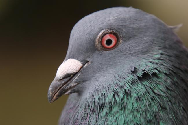 Tippler Pigeons Eye Sign