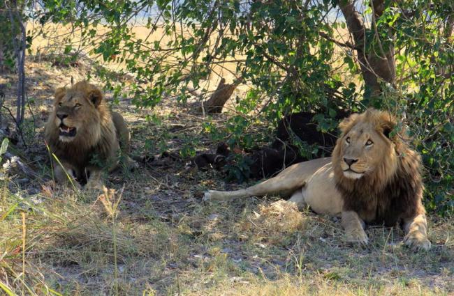 A Lion Named Eretsha | Experiment