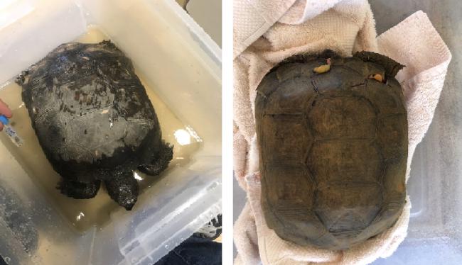 Turtle Crossing | Experiment