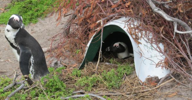 African Penguin predators | Experiment