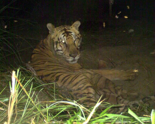 Weak and debilitated tiger | Experiment