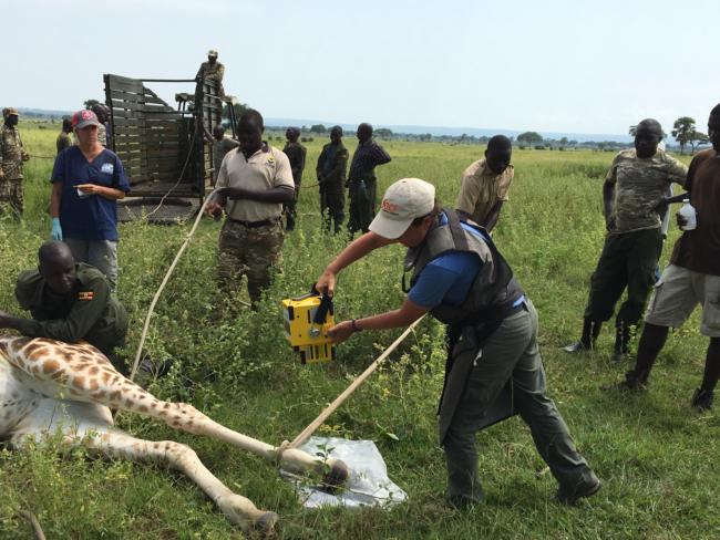 We helped w giraffe conservation AND did our wild giraffe x-ray study ...