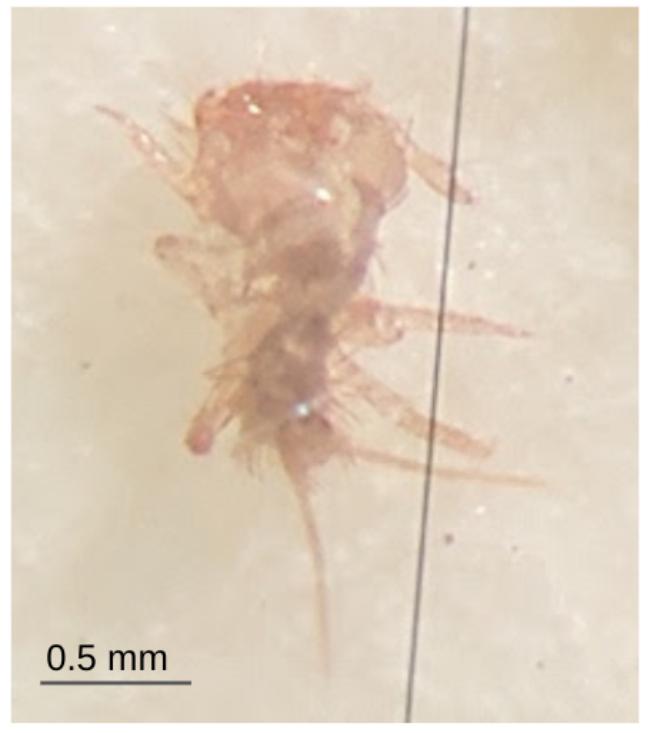 Cave beetle larvae invite for a new challenge question | Experiment