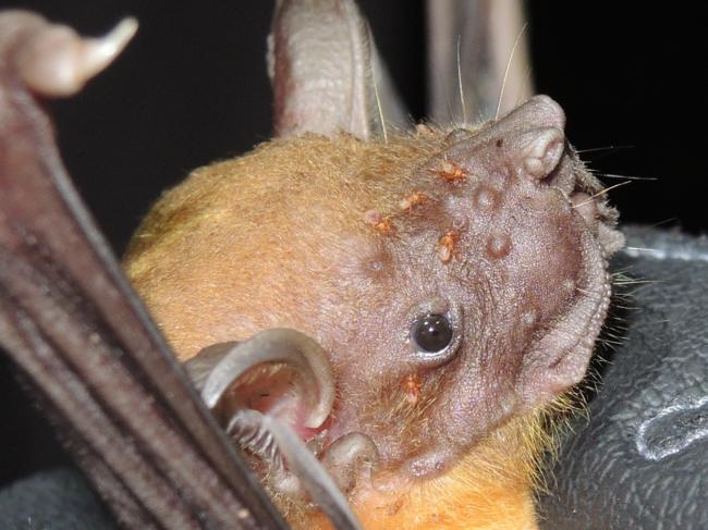 Bat Fly as in Ectoparasites... | Experiment
