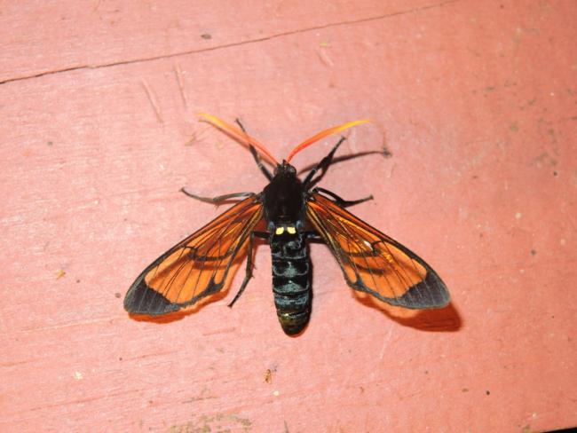 Batesian Mimicry? Mullerian Mimicry? Giants? | Experiment