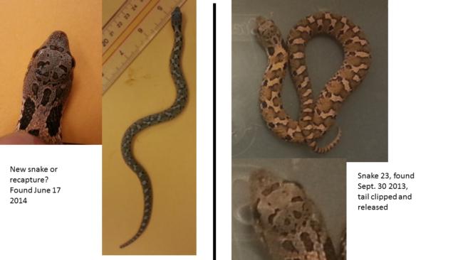 Well, was it really a new snake? | Experiment