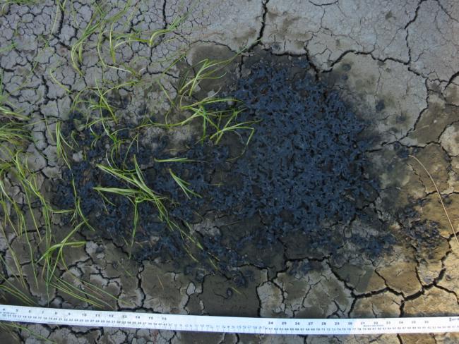 Dried Wetland, Sad Tadpoles | Experiment