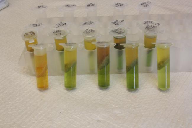 The surprisingly beautiful process of DNA isolation | Experiment