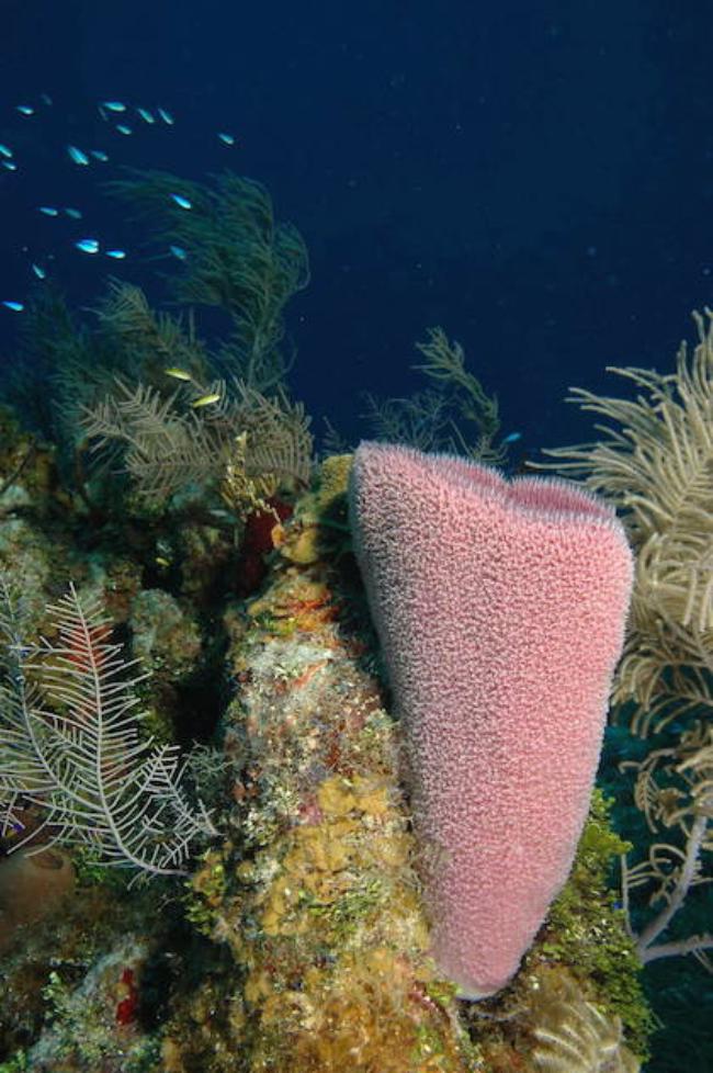 Pink Vase Sponge