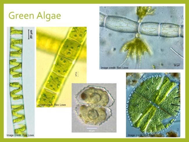 What Are Algae? | Experiment