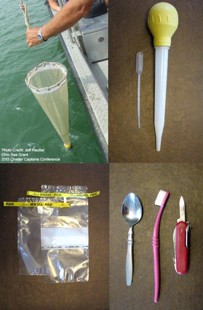 How Do You Collect Algae? | Experiment